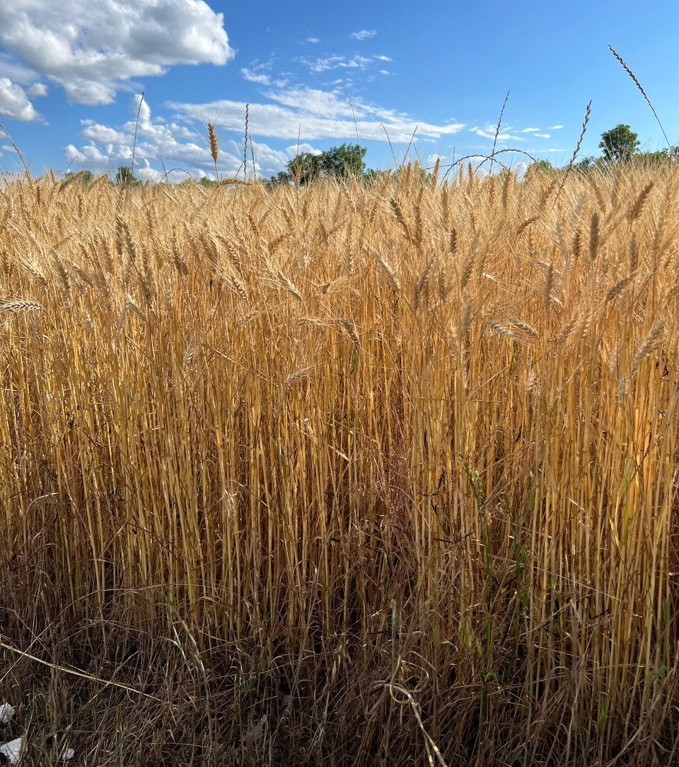 Wheat conditions worsen in Kansas, harvester says; drought hurt Tipton ...